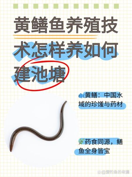 黄鳝养殖技术_如何提高成活率-第1张图片-山城妙识