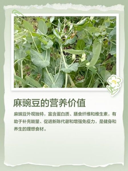 麻豌豆和普通豌豆的区别_麻豌豆营养价值高吗-第1张图片-山城妙识