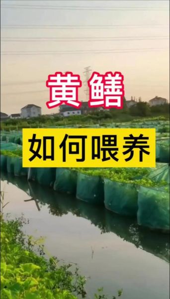 黄鳝养殖技术_如何提高成活率-第3张图片-山城妙识