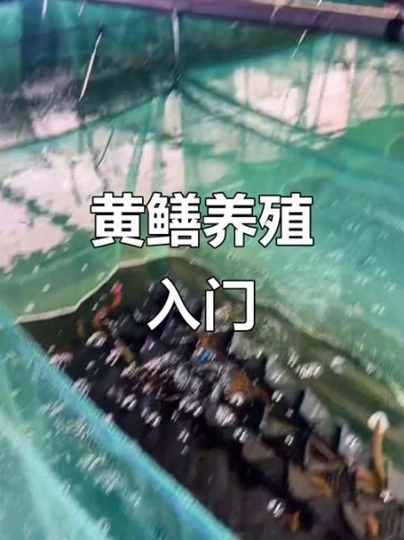 黄鳝养殖技术_如何提高成活率-第2张图片-山城妙识