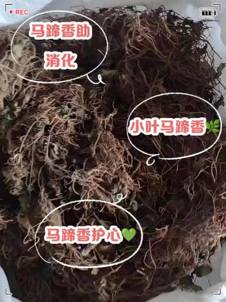 马蹄香长什么样_马蹄香图片怎么辨别真假-第2张图片-山城妙识