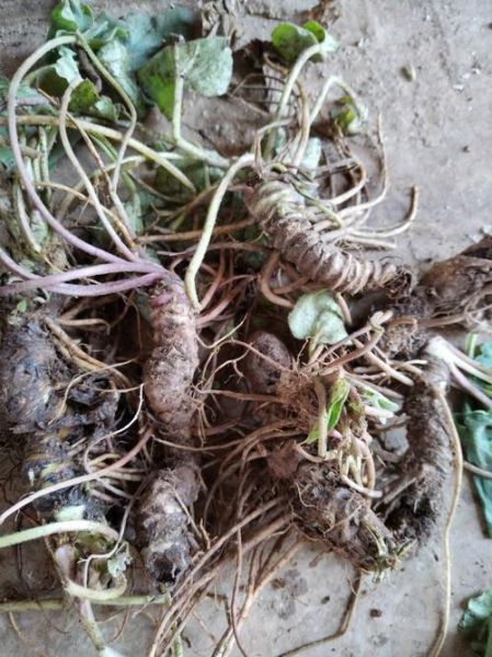 马蹄香长什么样_马蹄香图片怎么辨别真假-第3张图片-山城妙识