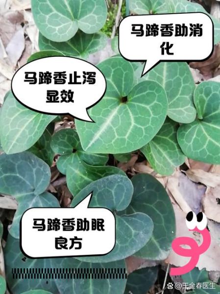 马蹄香长什么样_马蹄香图片怎么辨别真假-第1张图片-山城妙识
