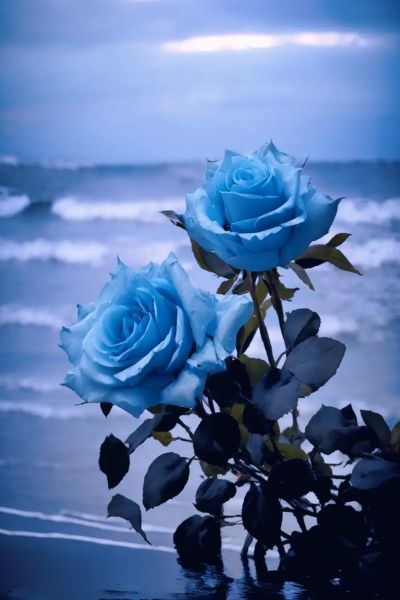 蓝玫瑰代表什么_蓝玫瑰图片怎么拍好看-第1张图片-山城妙识