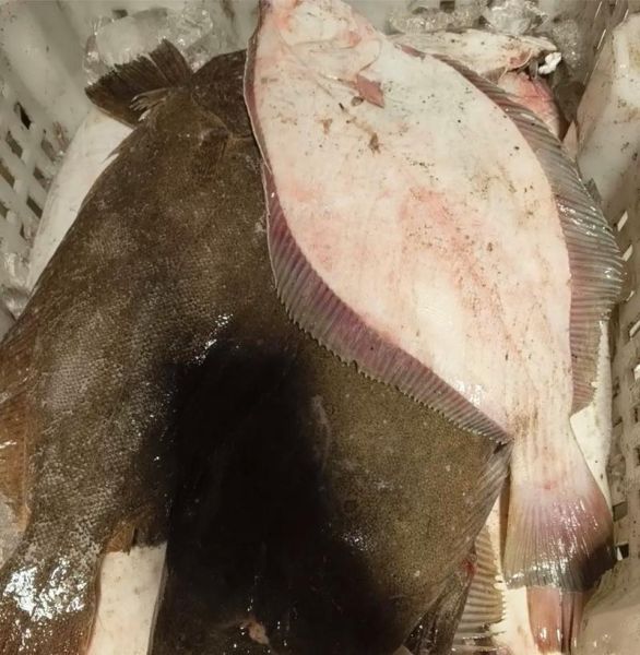 鸦片鱼价格多少钱一斤_鸦片鱼为什么这么贵-第1张图片-山城妙识