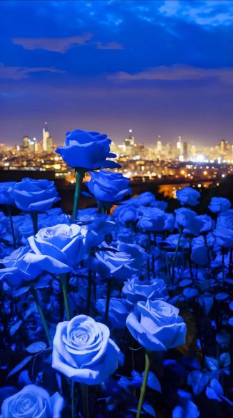 蓝玫瑰代表什么_蓝玫瑰图片怎么拍好看-第3张图片-山城妙识