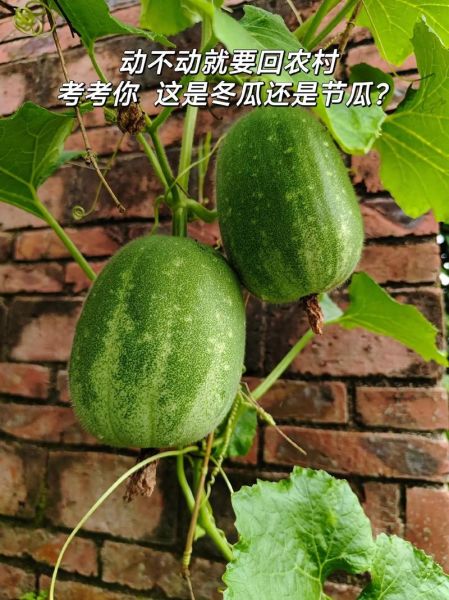 节瓜是冬瓜吗_节瓜和冬瓜的区别-第2张图片-山城妙识