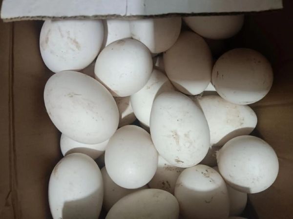 鹅蛋多少钱一个_鹅蛋价格为什么差异大-第1张图片-山城妙识 鹅蛋多少钱一个_鹅蛋价格为什么差异大-第1张图片-山城妙识