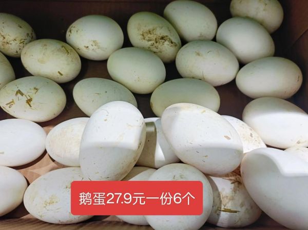 鹅蛋多少钱一个_鹅蛋价格为什么差异大-第3张图片-山城妙识 鹅蛋多少钱一个_鹅蛋价格为什么差异大-第3张图片-山城妙识