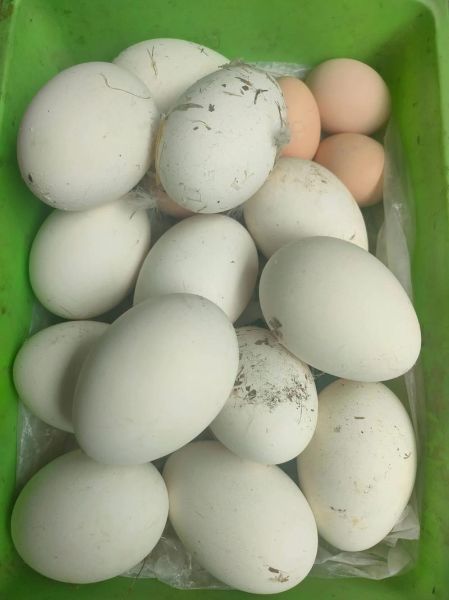 鹅蛋多少钱一个_鹅蛋价格为什么差异大-第2张图片-山城妙识 鹅蛋多少钱一个_鹅蛋价格为什么差异大-第2张图片-山城妙识