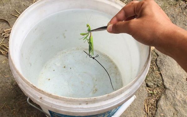 铁线虫入侵症状_如何预防铁线虫感染-第3张图片-山城妙识 铁线虫入侵症状_如何预防铁线虫感染-第3张图片-山城妙识