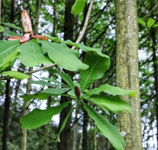 厚朴图片_厚朴长什么样-第1张图片-山城妙识 厚朴图片_厚朴长什么样-第1张图片-山城妙识