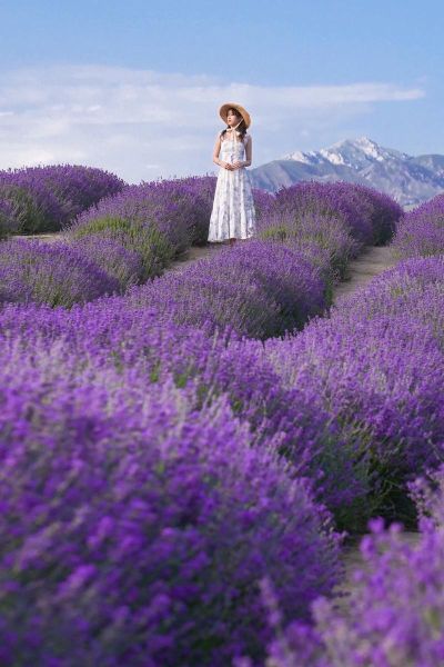 薰衣草图片大全大图_如何拍摄高清薰衣草花海-第2张图片-山城妙识 薰衣草图片大全大图_如何拍摄高清薰衣草花海-第2张图片-山城妙识