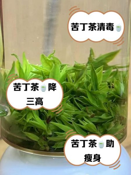苦丁茶的功效与作用_苦丁茶怎么喝才正确-第1张图片-山城妙识 苦丁茶的功效与作用_苦丁茶怎么喝才正确-第1张图片-山城妙识