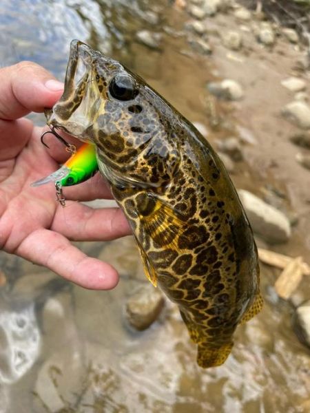 鳜鱼钓法_鳜鱼怎么钓-第2张图片-山城妙识