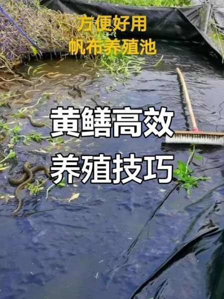 黄鳝养殖基地选址要求_黄鳝养殖基地投资多少钱-第1张图片-山城妙识