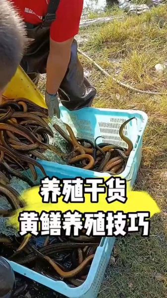 黄鳝养殖基地选址要求_黄鳝养殖基地投资多少钱-第3张图片-山城妙识