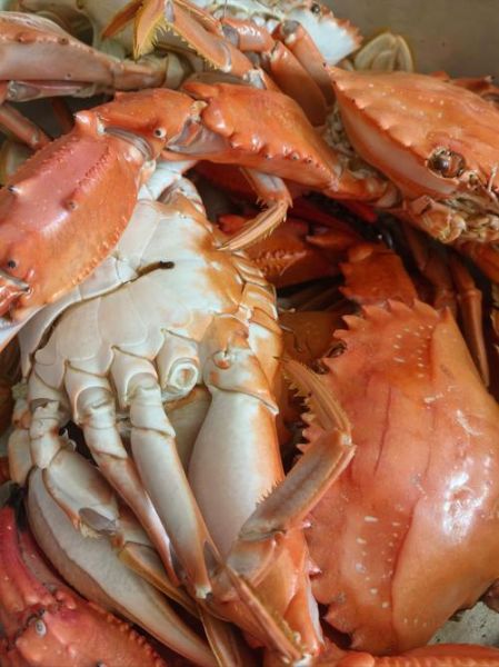 螃蟹种类大全_高清大图怎么拍-第3张图片-山城妙识 螃蟹种类大全_高清大图怎么拍-第3张图片-山城妙识