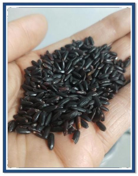 真黑米和假黑米怎么区分_真黑米泡水掉色正常吗-第3张图片-山城妙识