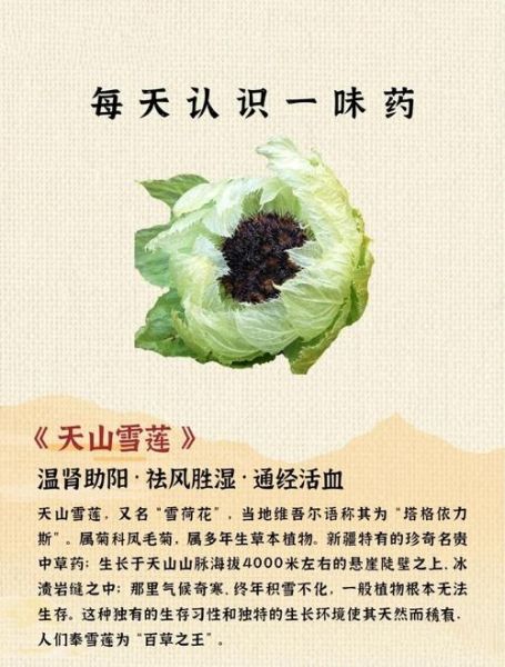 干的雪莲花怎么吃最好_干的雪莲花食用方法-第3张图片-山城妙识