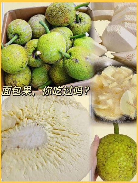 面包树果实怎么吃_面包树果实营养价值-第2张图片-山城妙识