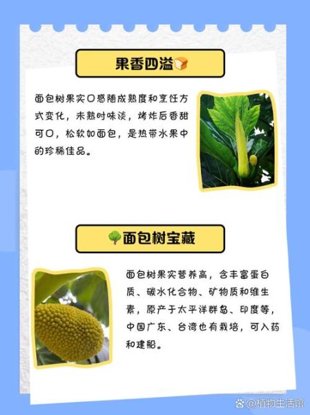 面包树果实怎么吃_面包树果实营养价值-第1张图片-山城妙识