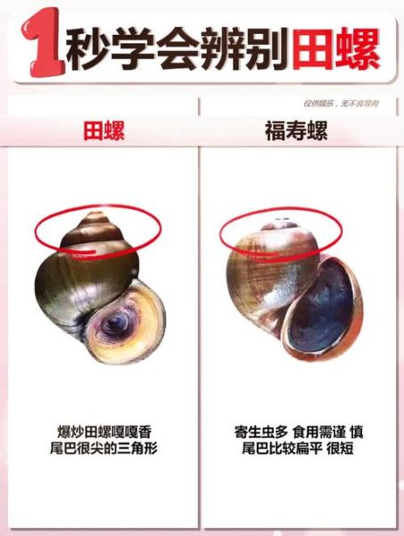 田螺图片大全_田螺怎么分辨公母-第1张图片-山城妙识 田螺图片大全_田螺怎么分辨公母-第1张图片-山城妙识