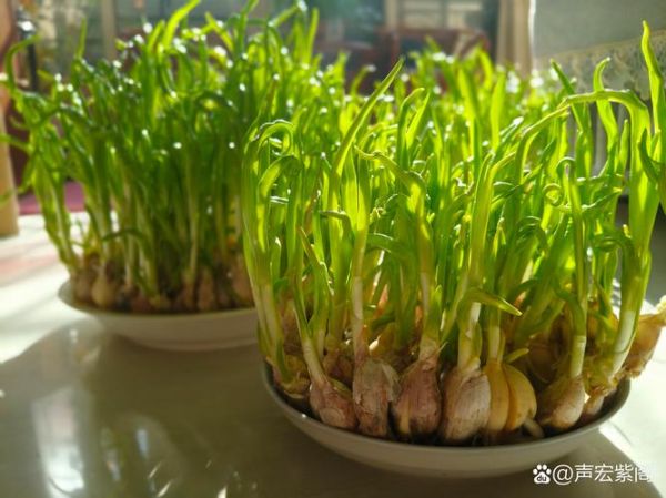 青蒜苗什么时候种最合适_青蒜苗种植方法步骤-第2张图片-山城妙识