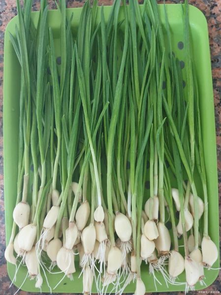 青蒜苗什么时候种最合适_青蒜苗种植方法步骤-第3张图片-山城妙识