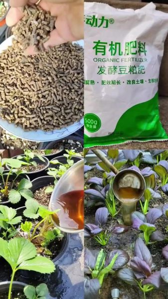 豆渣晒干了可以直接做肥料吗_豆渣晒干肥料怎么用-第3张图片-山城妙识