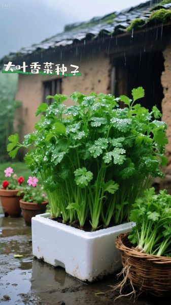阳台香菜怎么种_阳台香菜多久能发芽-第1张图片-山城妙识
