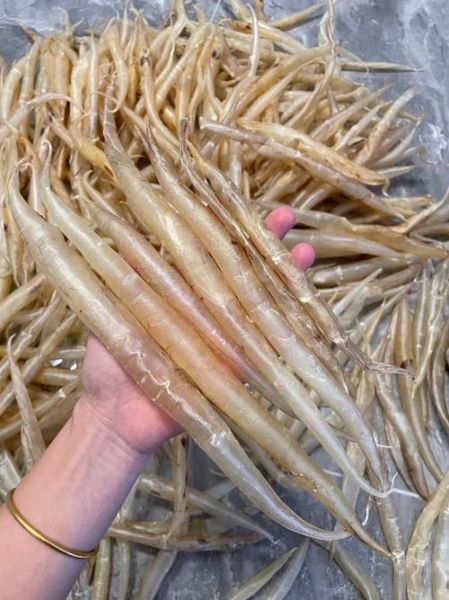 麻鱼鳔的功效与作用_麻鱼鳔怎么吃最好-第2张图片-山城妙识