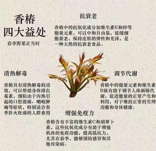香椿苗怎么吃_香椿苗的吃法大全-第3张图片-山城妙识