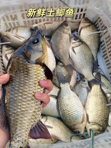 鲫鱼图片大全大图_高清鲫鱼照片怎么拍-第1张图片-山城妙识 鲫鱼图片大全大图_高清鲫鱼照片怎么拍-第1张图片-山城妙识