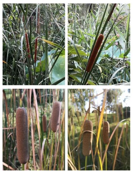 香蒲草的功效与作用_香蒲草怎么吃效果最好-第1张图片-山城妙识