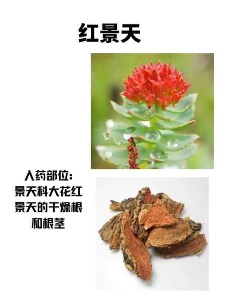 长期服用红景天的副作用有哪些_红景天长期吃安全吗-第2张图片-山城妙识