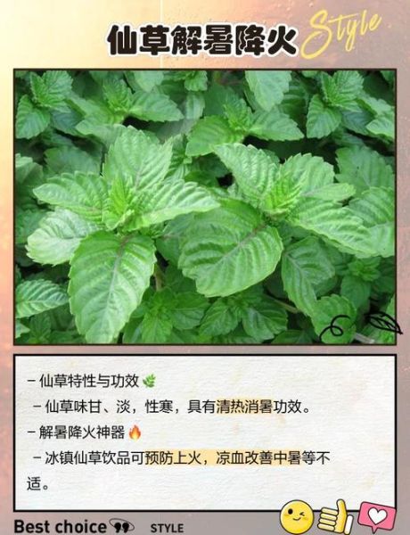 仙草是什么_仙草的功效与作用-第3张图片-山城妙识