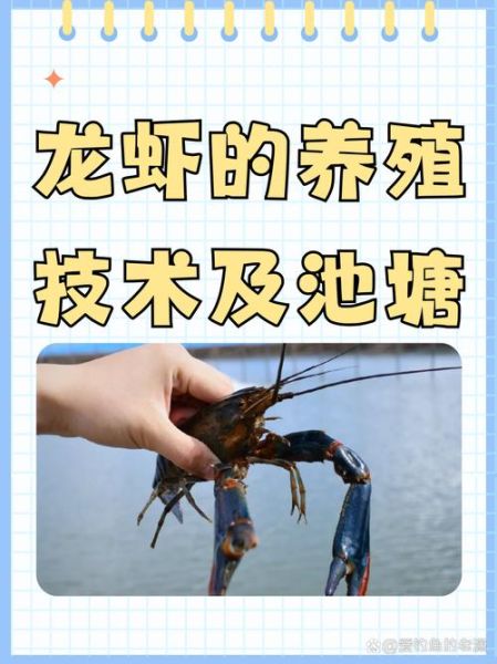 龙虾养殖技术_如何提高龙虾成活率-第1张图片-山城妙识