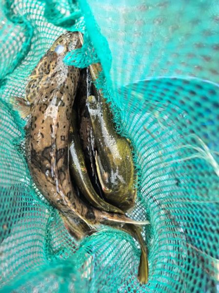 老虎鱼的功效与作用_老虎鱼怎么吃最营养-第1张图片-山城妙识 老虎鱼的功效与作用_老虎鱼怎么吃最营养-第1张图片-山城妙识