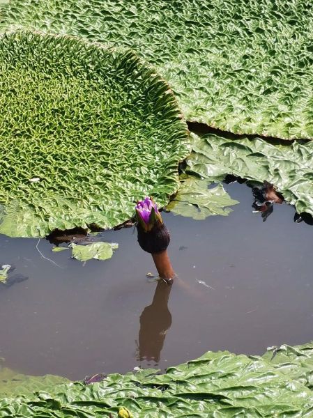 鸡头米是什么植物_鸡头米长什么样子-第1张图片-山城妙识