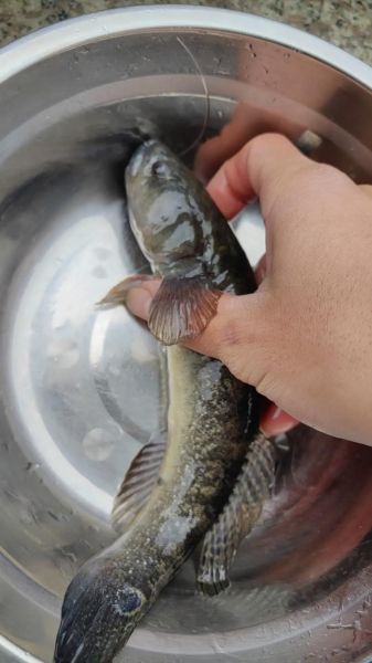 老虎鱼的功效与作用_老虎鱼怎么吃最营养-第2张图片-山城妙识 老虎鱼的功效与作用_老虎鱼怎么吃最营养-第2张图片-山城妙识