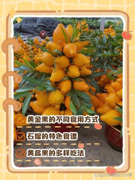 黄金果怎么吃_黄金果的功效与作用-第1张图片-山城妙识 黄金果怎么吃_黄金果的功效与作用-第1张图片-山城妙识