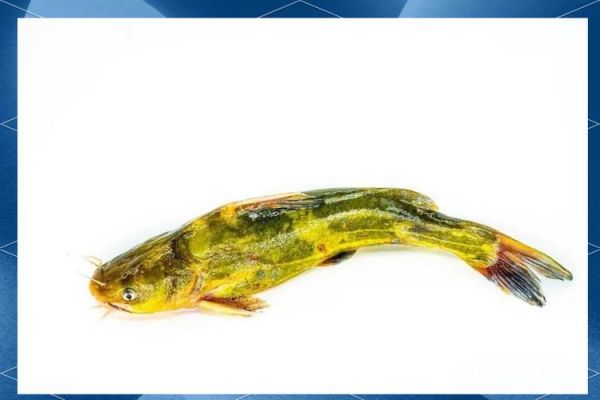 黄辣丁养殖一亩利润_黄辣丁养殖成本与收益-第2张图片-山城妙识 黄辣丁养殖一亩利润_黄辣丁养殖成本与收益-第2张图片-山城妙识