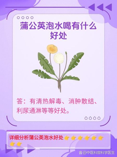 蒲公英泡水喝的功效_长期喝有什么副作用-第3张图片-山城妙识