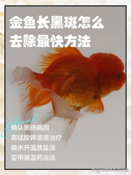 金鱼怎么养才不死_金鱼常见病有哪些-第2张图片-山城妙识 金鱼怎么养才不死_金鱼常见病有哪些-第2张图片-山城妙识