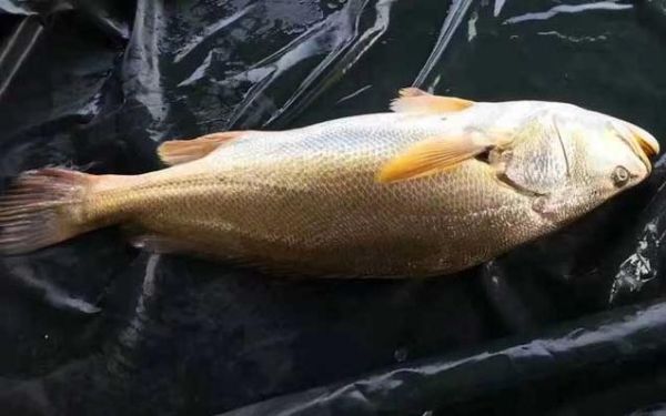 黄唇鱼多少钱一斤_黄唇鱼为什么那么贵-第1张图片-山城妙识 黄唇鱼多少钱一斤_黄唇鱼为什么那么贵-第1张图片-山城妙识