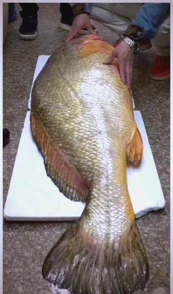 黄唇鱼多少钱一斤_黄唇鱼为什么那么贵-第3张图片-山城妙识 黄唇鱼多少钱一斤_黄唇鱼为什么那么贵-第3张图片-山城妙识