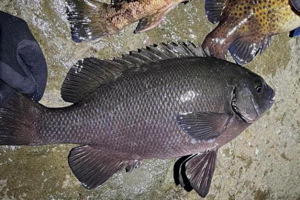 黑毛鱼多少钱一斤_黑毛鱼价格行情-第1张图片-山城妙识 黑毛鱼多少钱一斤_黑毛鱼价格行情-第1张图片-山城妙识