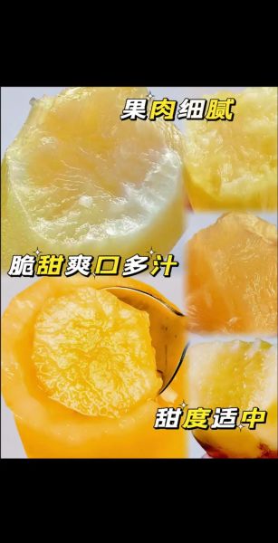 雪莲果多少钱一斤_雪莲果价格为什么差异大-第2张图片-山城妙识