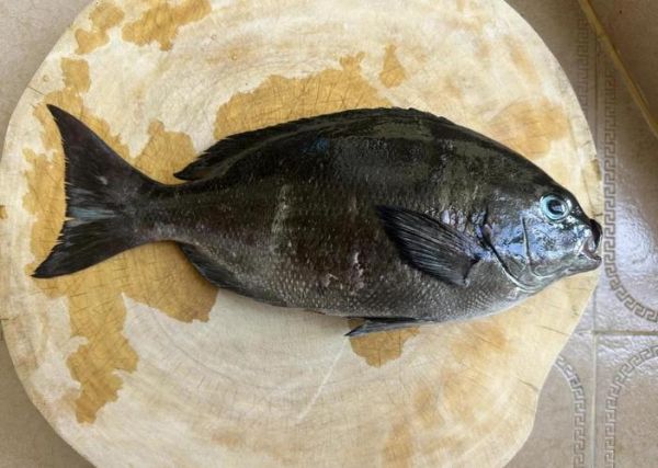 黑毛鱼多少钱一斤_黑毛鱼价格行情-第3张图片-山城妙识 黑毛鱼多少钱一斤_黑毛鱼价格行情-第3张图片-山城妙识